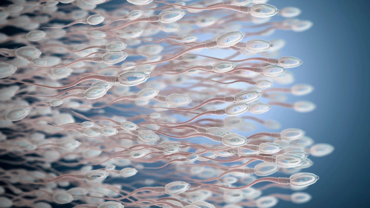 Gli spermatozoi scompariranno entro la fine del secolo e il pene si ...